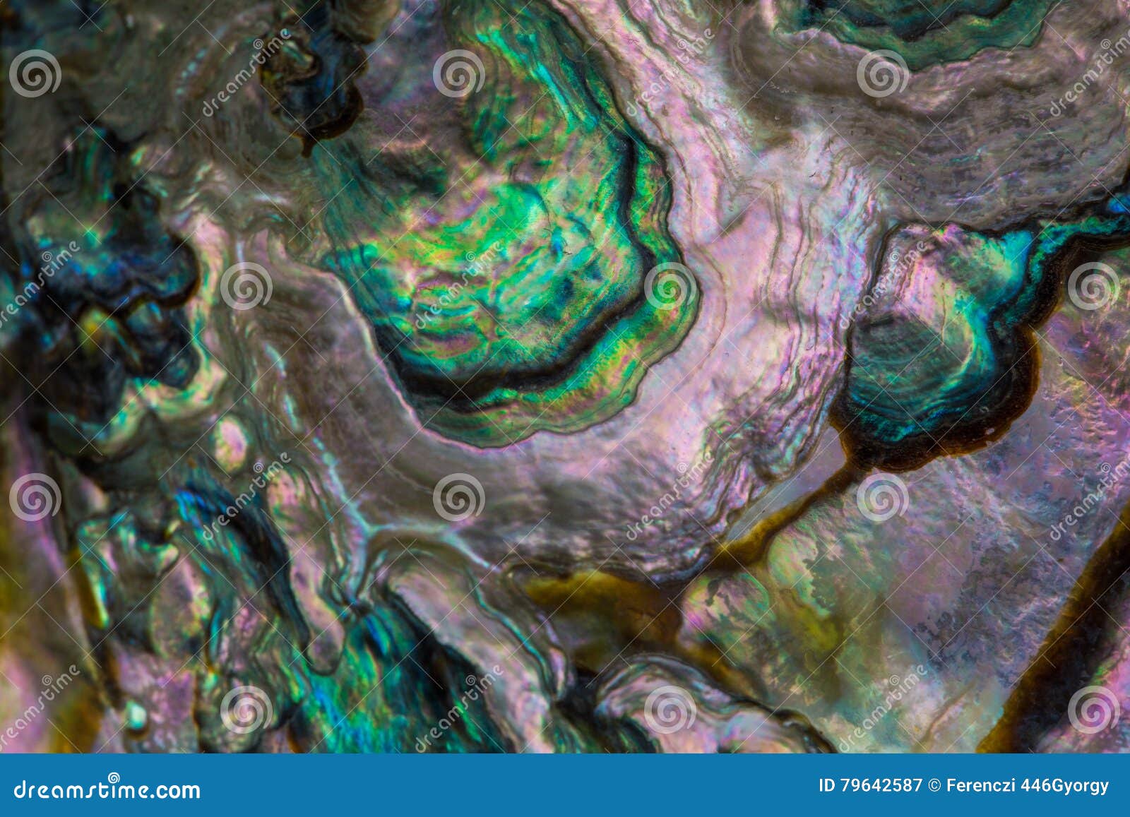 Seashell from the inside stock image. Image of granite - 79642587