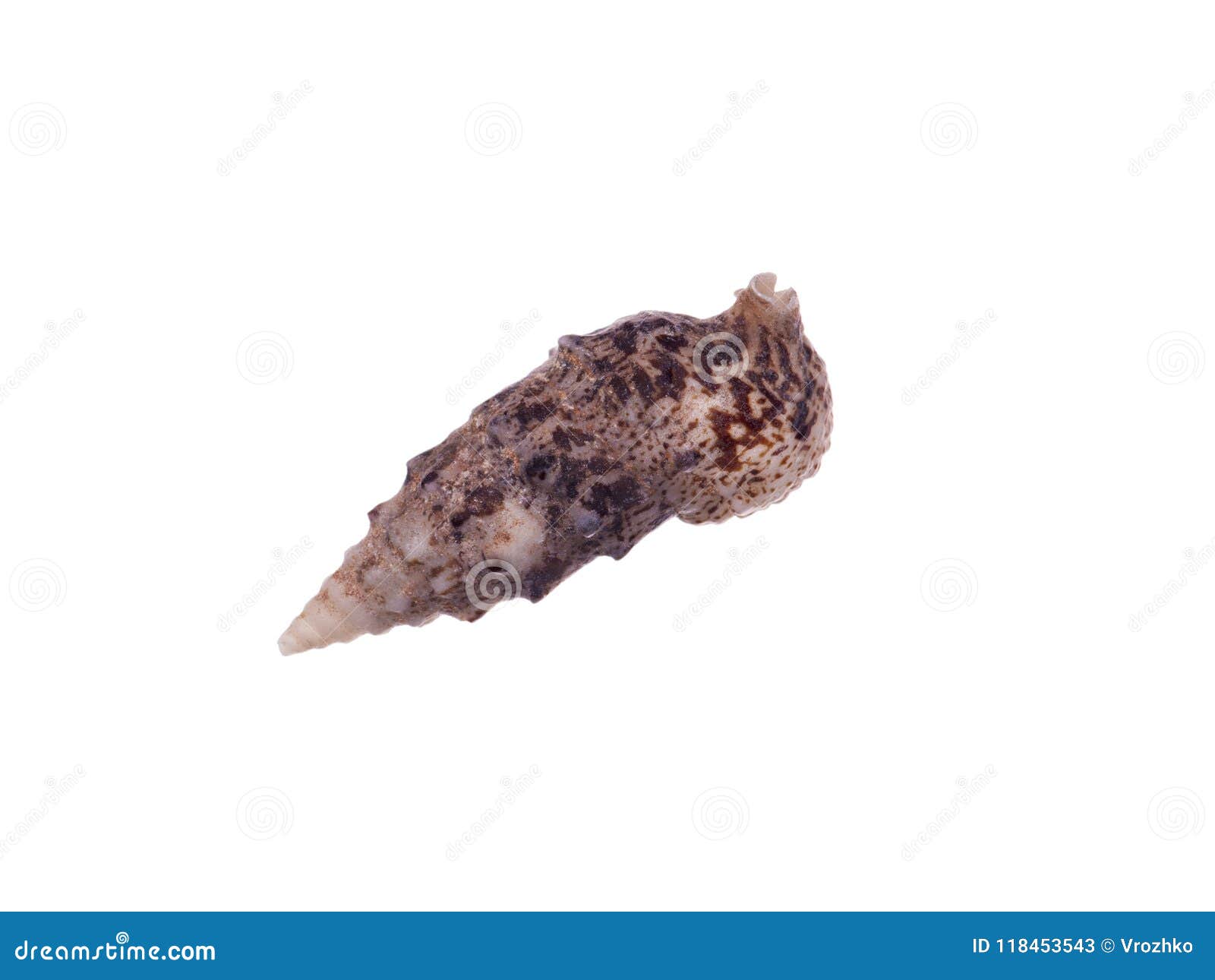 Seashell Isolado No Fundo Branco Imagem de Stock - Imagem de forma ...