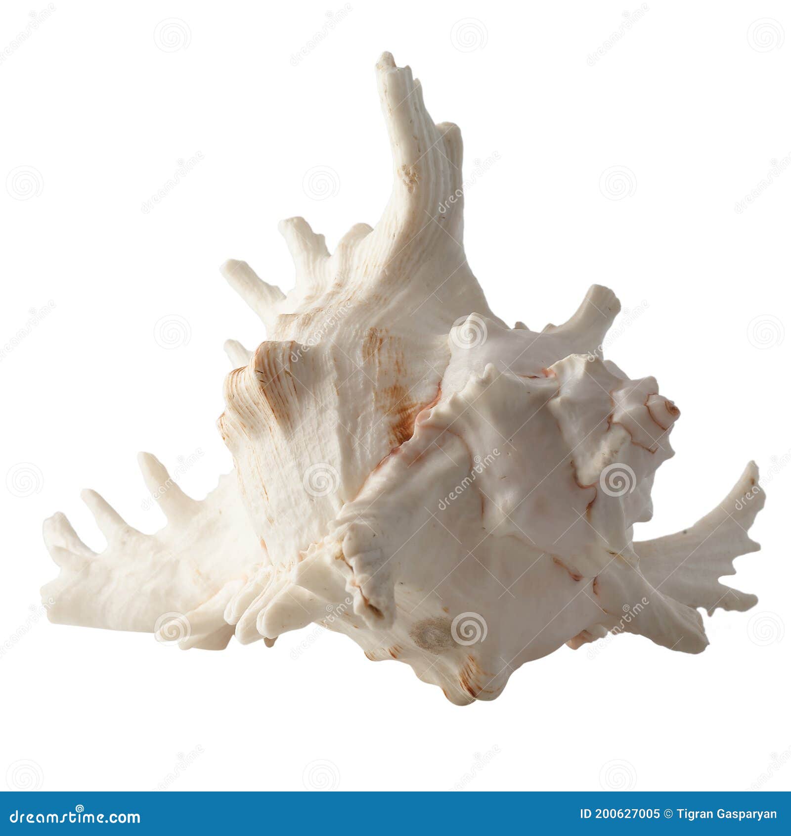 Seashell Isolado Sobre Fundo Branco Shell Para Design Imagem de Stock ...