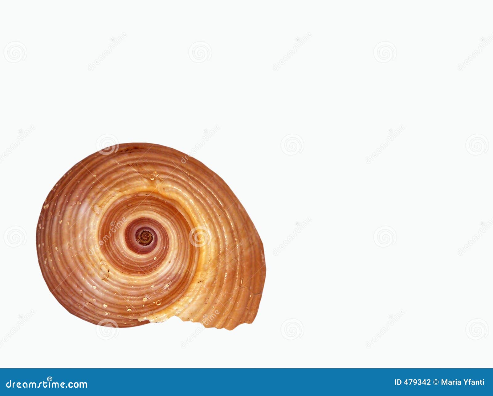 Seashell isolated stock photo. Image of single, sealife - 479342