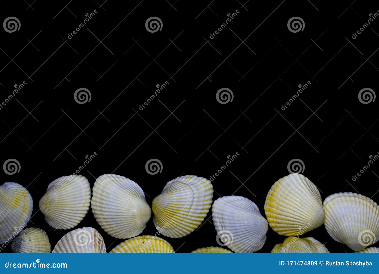 Seashell Isolated on Black Background Stock Image - Image of color ...