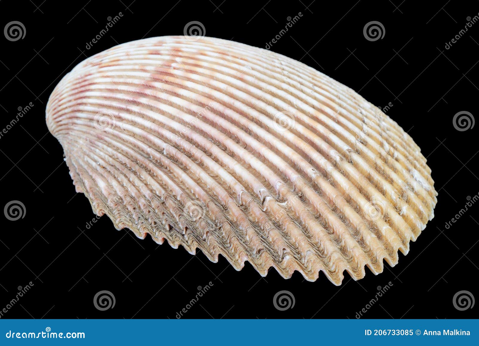 Seashell Isolated on a Black Background. Macro Photography. Beautiful ...
