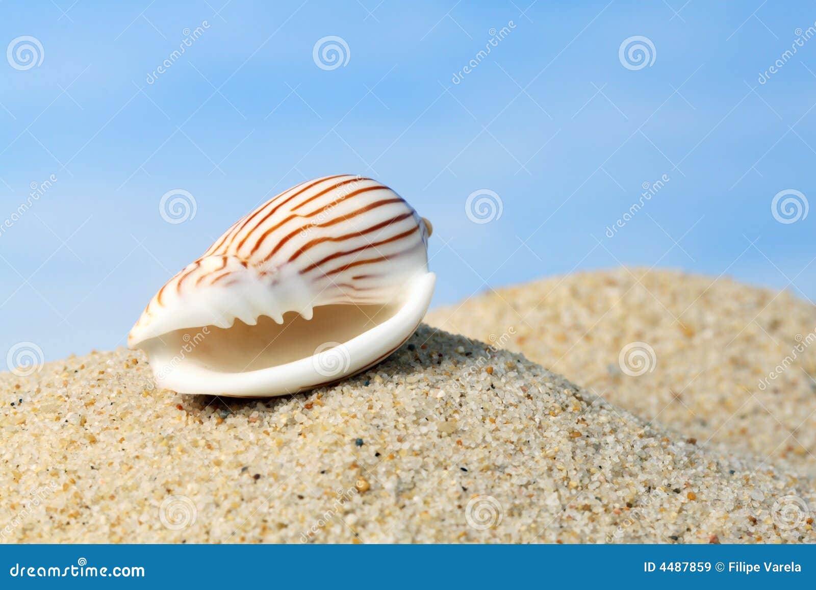 Seashell isolated on blue stock image. Image of idyllic - 4487859