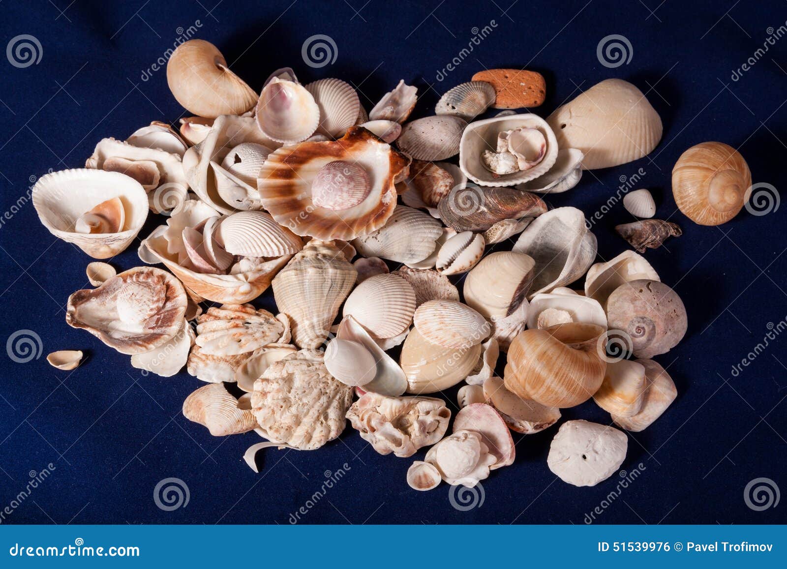 Seashell Isolated on the Blue Background Stock Photo - Image of ornate ...