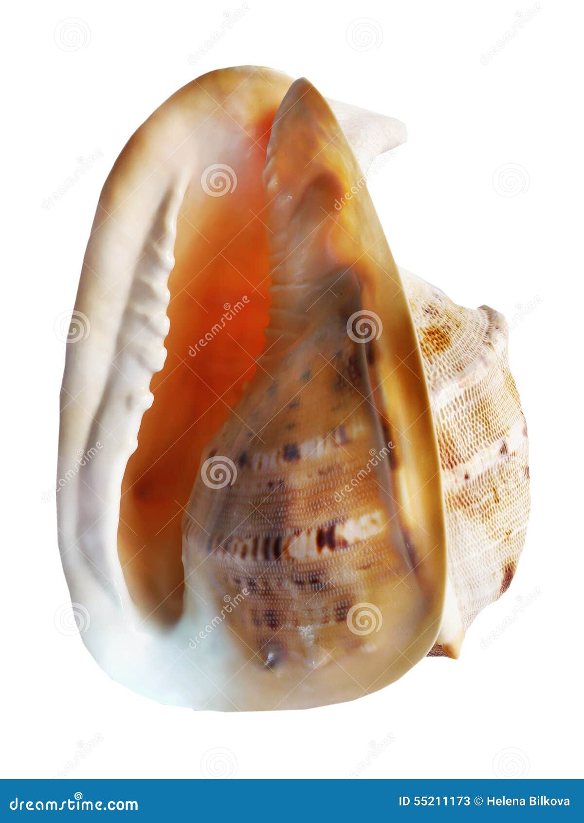 Seashell, Isolated stock image. Image of vivid, empty - 55211173