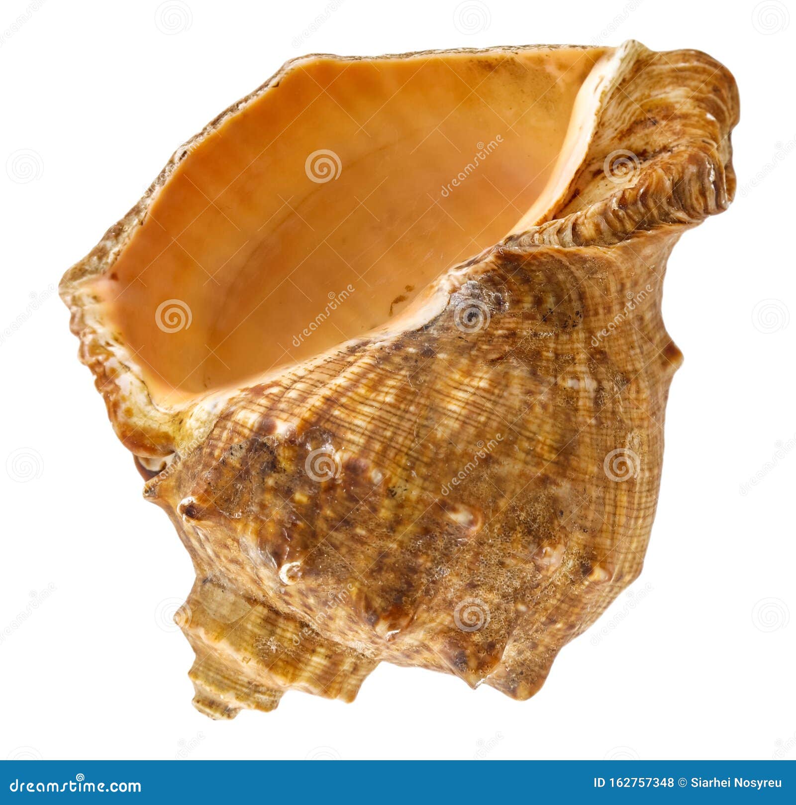 Mollusc Shell. Clam Shell. Seashell Spider. Isolated On A White ...