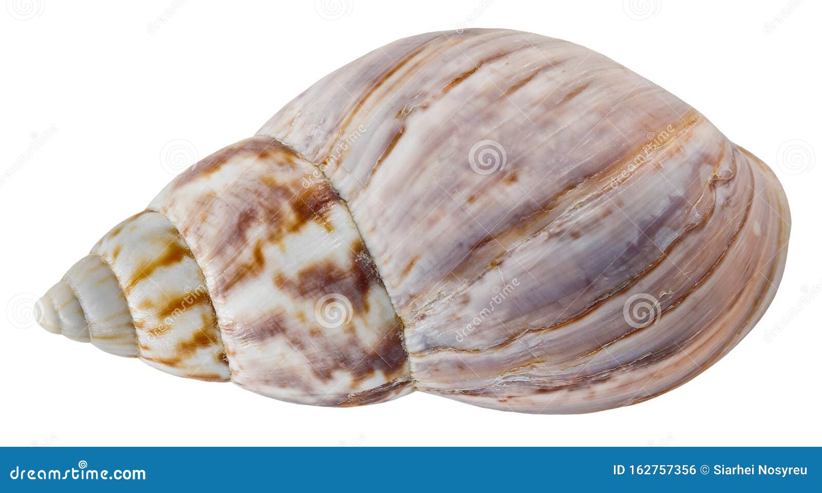Seashell Isolated. Sea Snail on White Background Stock Photo - Image of ...