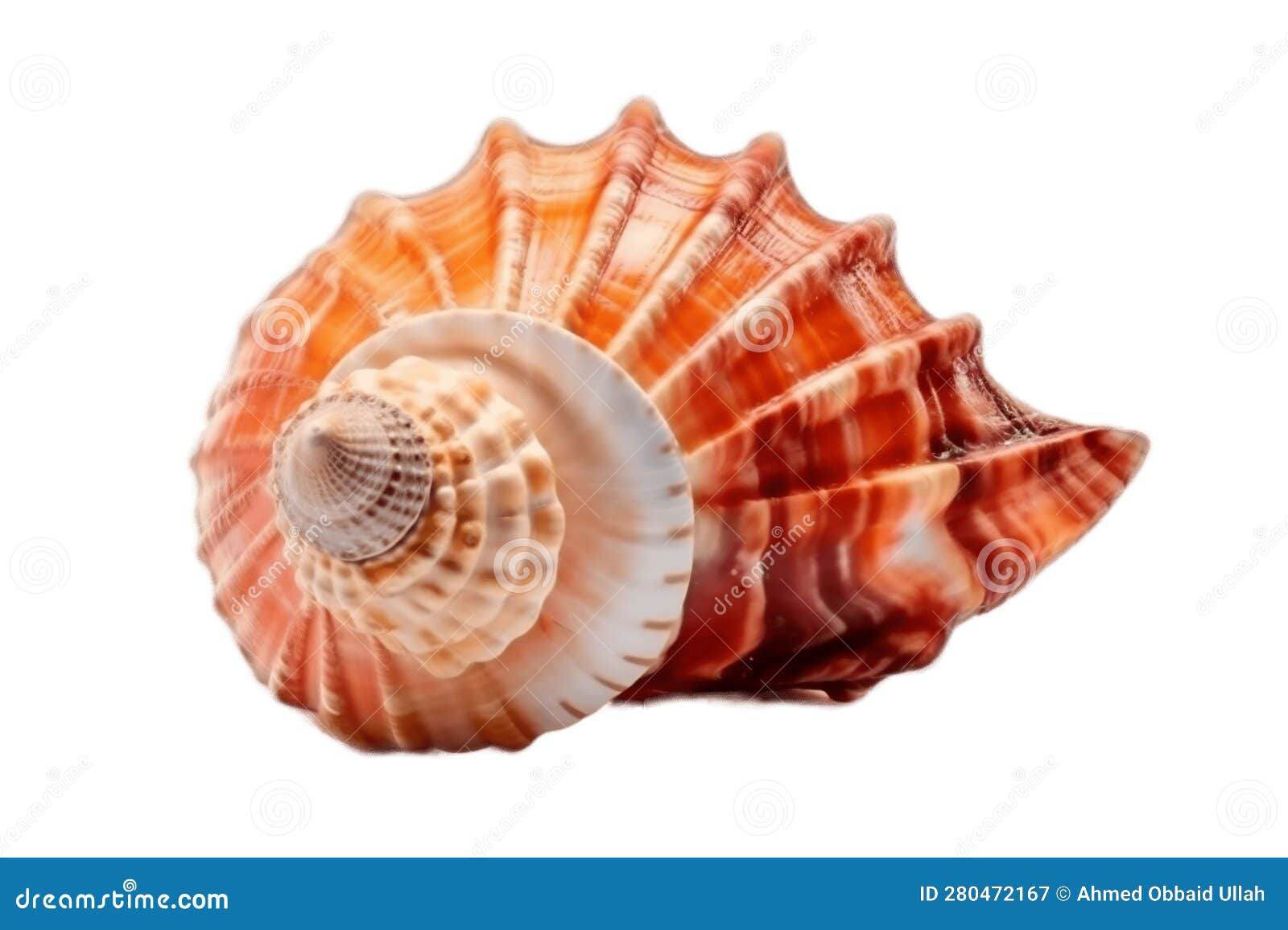 Seashell Isolated on Transparent Background, Generative Ai Stock ...