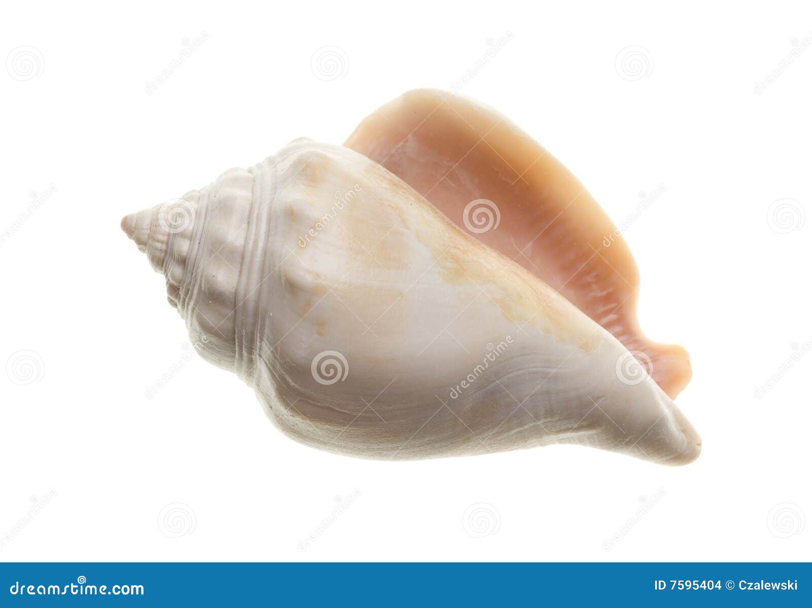 Seashell isolated on white stock photo. Image of nature - 7595404