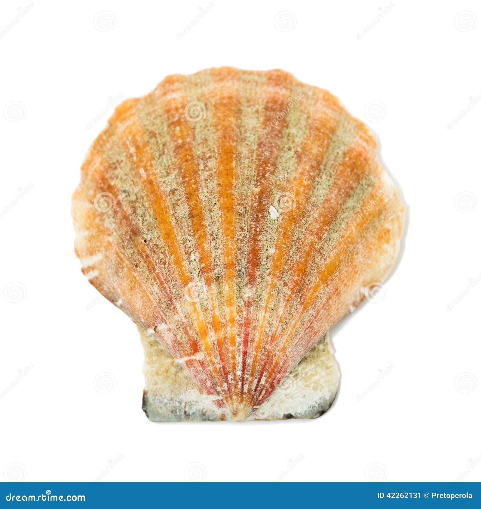 Seashell Isolated on a White Stock Image - Image of empty, collection ...