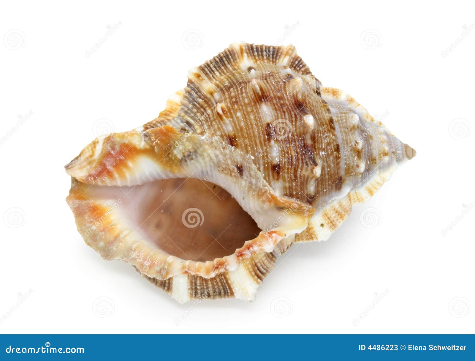 Seashell Isolated on White Background Stock Image - Image of beach ...