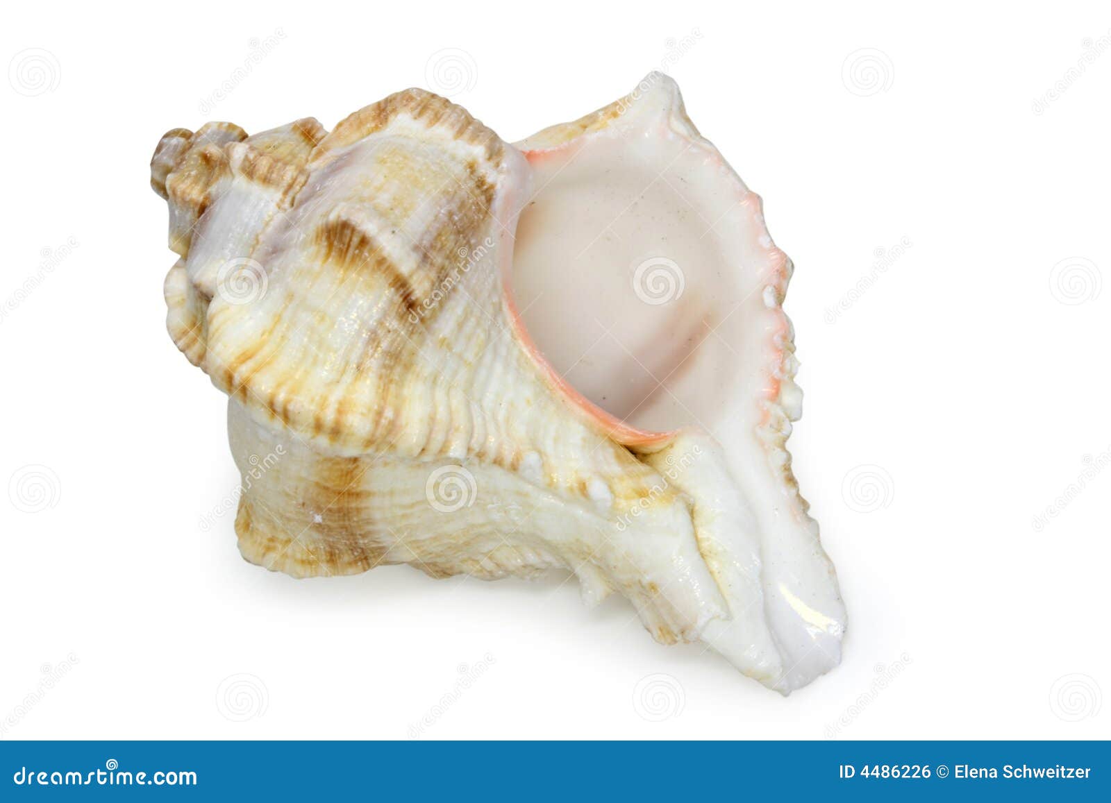 Seashell Isolated on White Background Stock Photo - Image of background ...