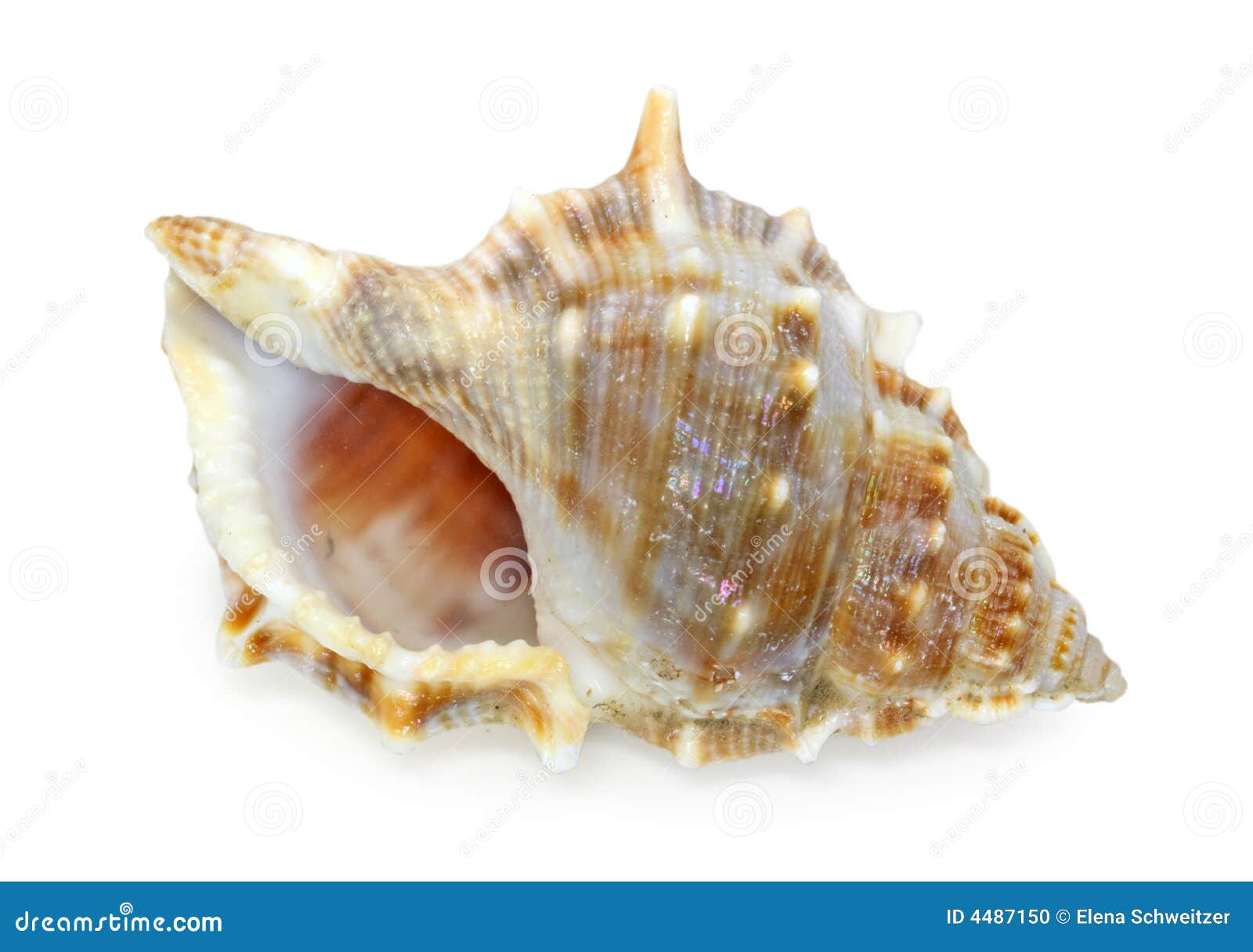 Seashell Isolated On White Background. Shell For Design Stock ...