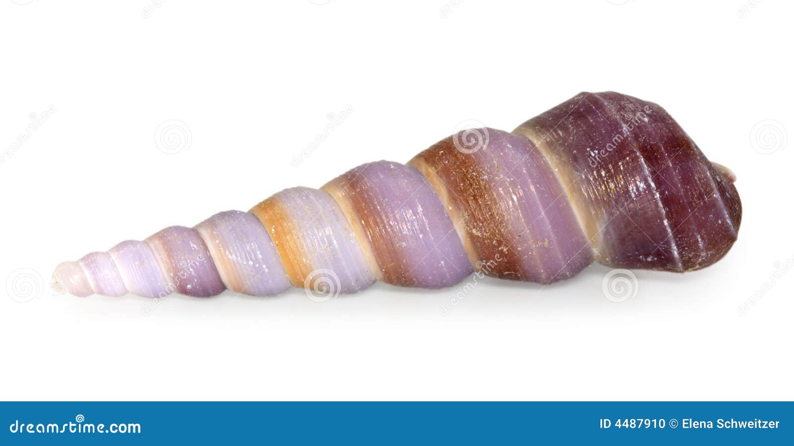 Seashell Isolated on White Background Stock Photo - Image of white ...