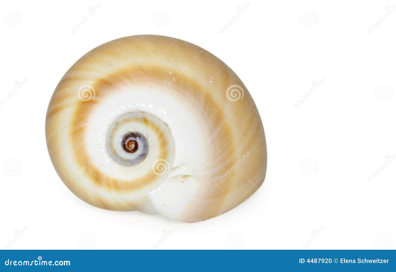 Seashell Isolated on White Background Stock Photo - Image of nautilus ...