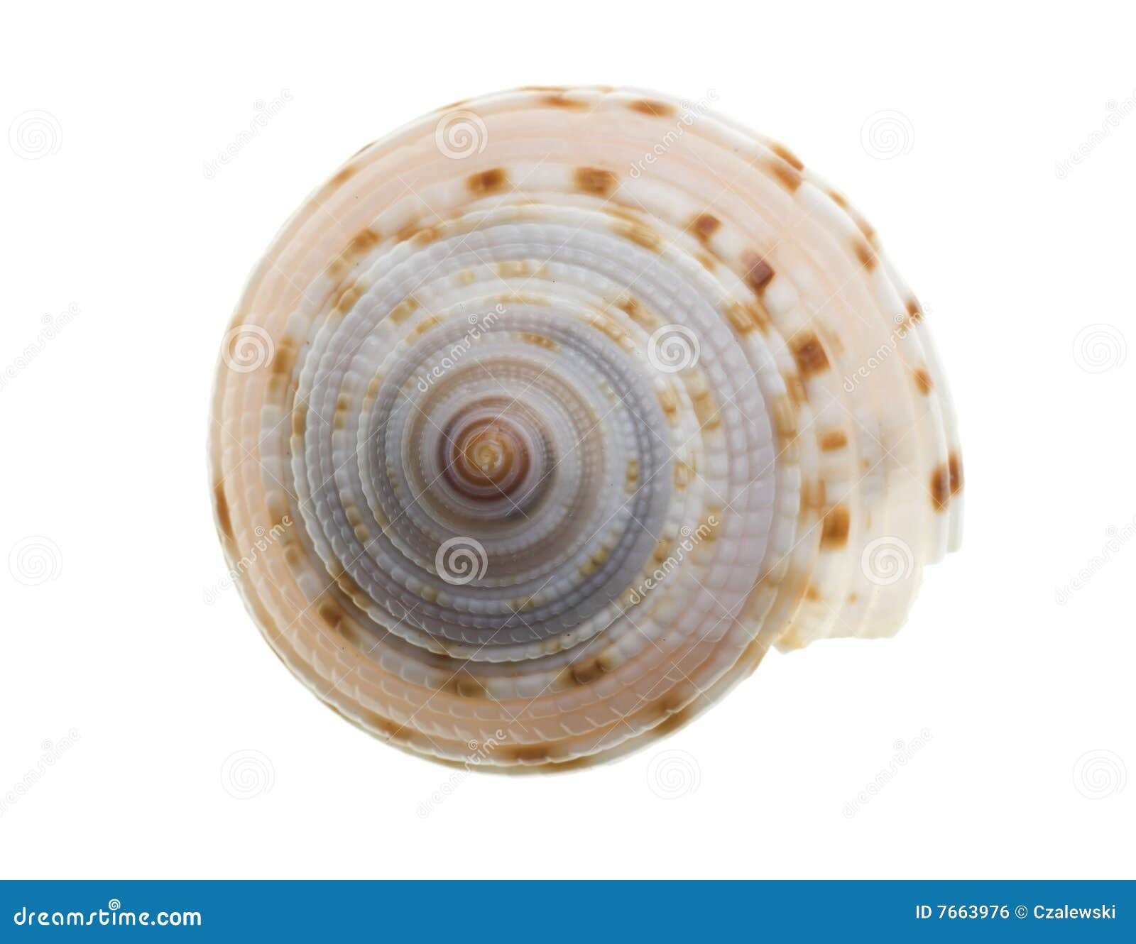 Seashell Isolated on White Background Stock Photo - Image of ocean ...