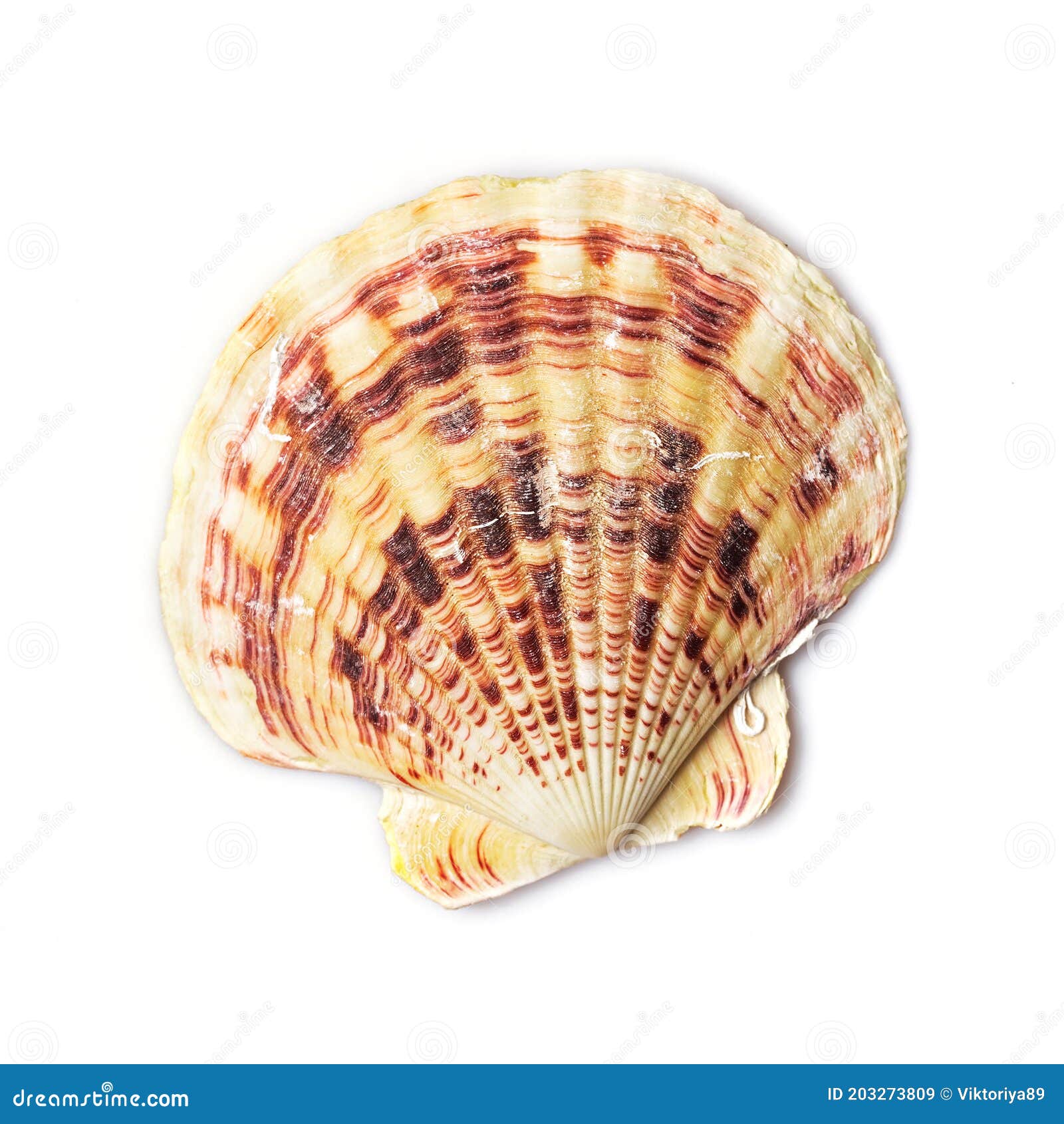 Seashell Isolated on White Background Stock Image - Image of flat ...