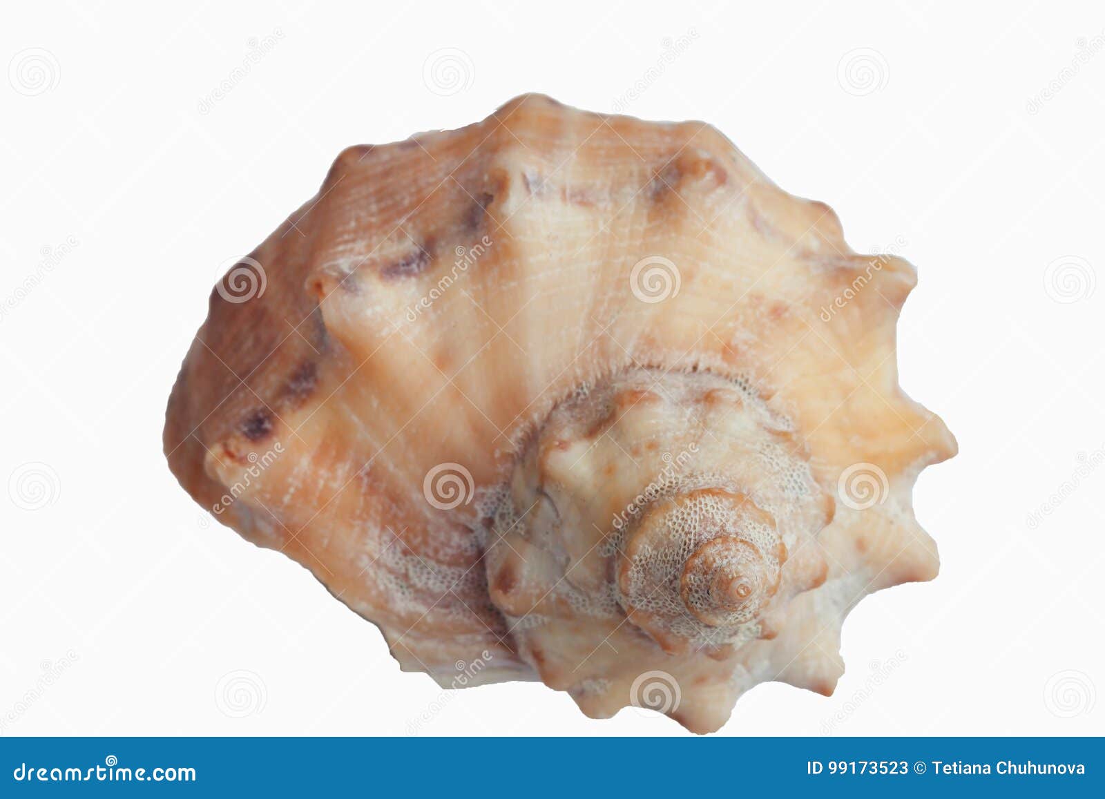 12,988 Up Close Seashell Stock Photos - Free & Royalty-Free Stock ...