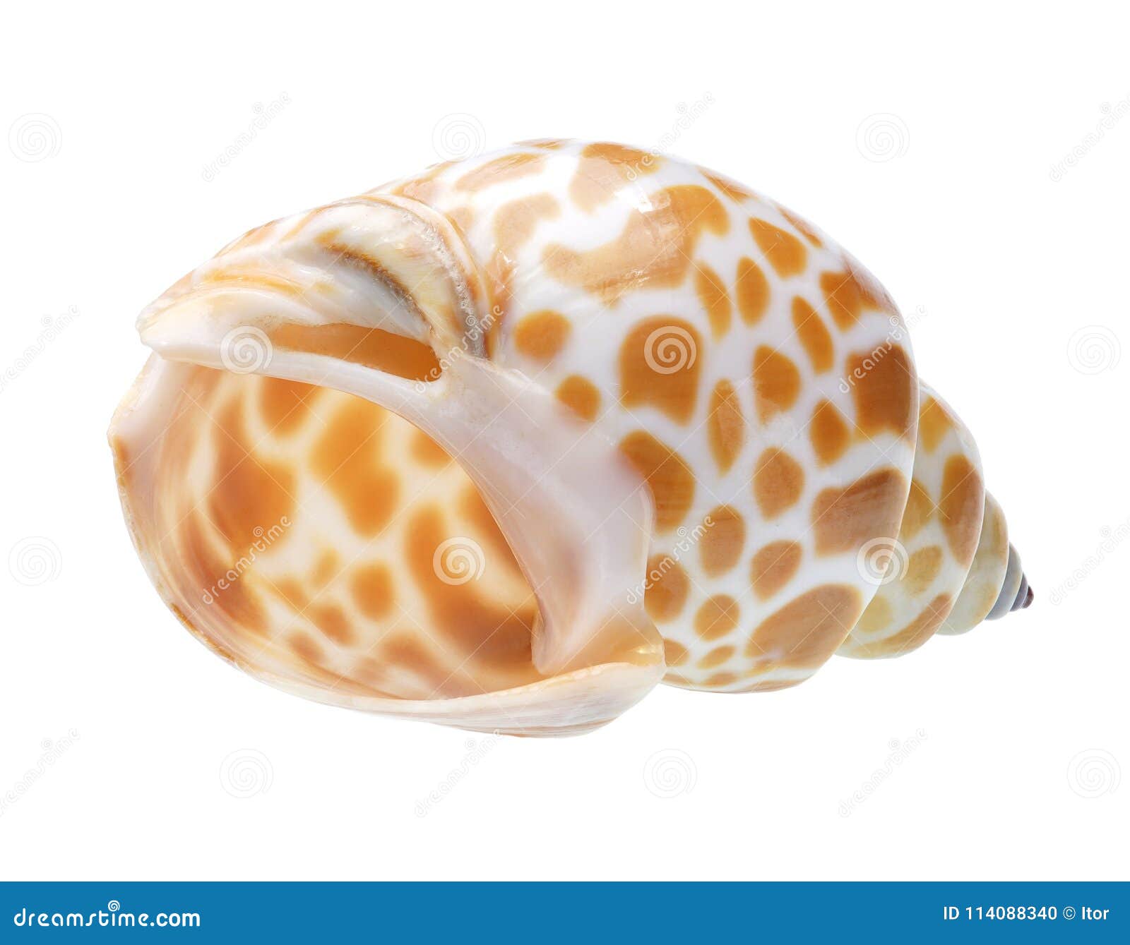 Seashell Isolated on White Background Stock Photo - Image of design ...