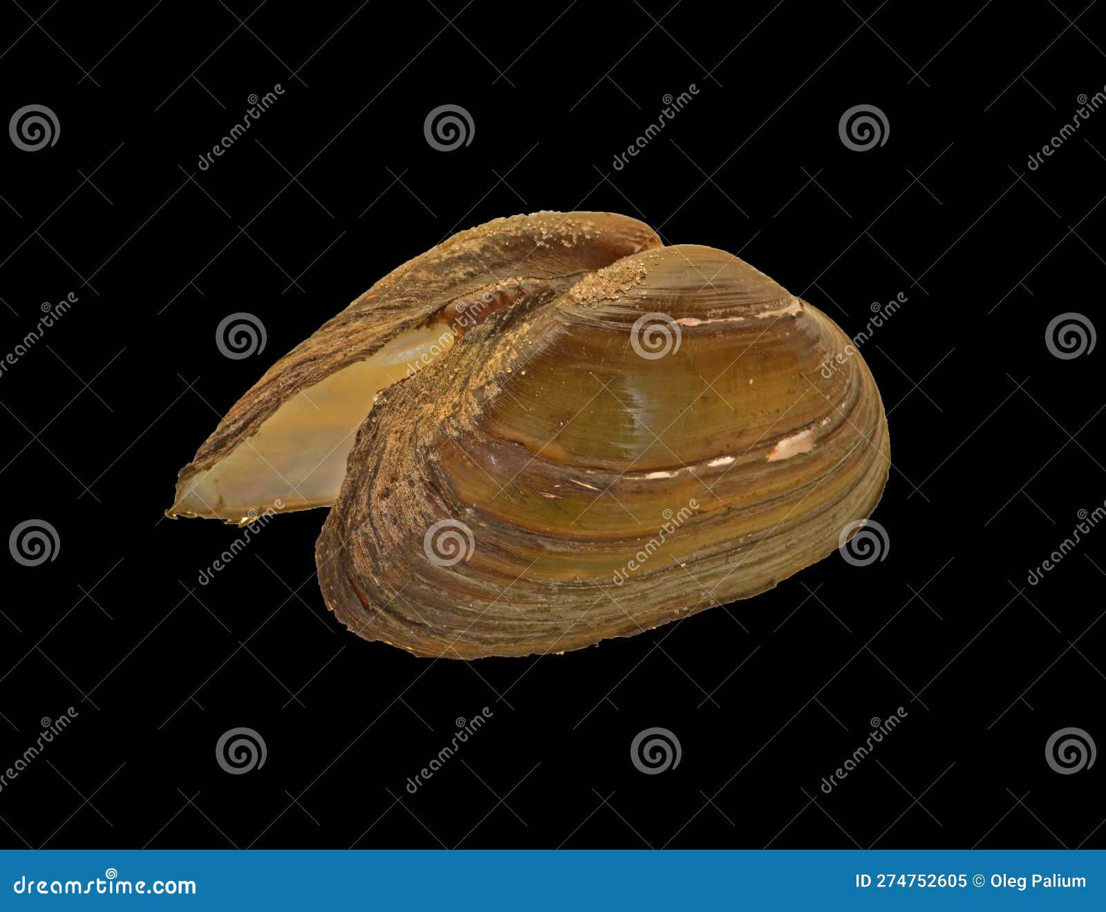 Seashell Isolated on White Background Stock Image - Image of white ...