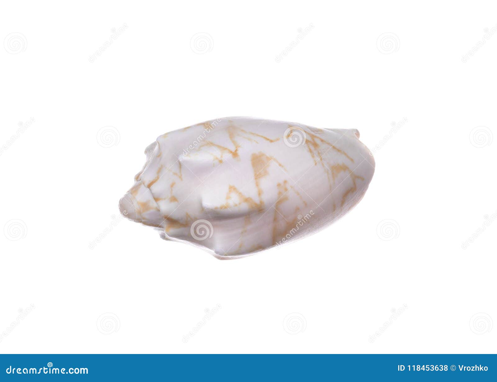 Seashell Isolated on White Background Stock Photo - Image of beach ...