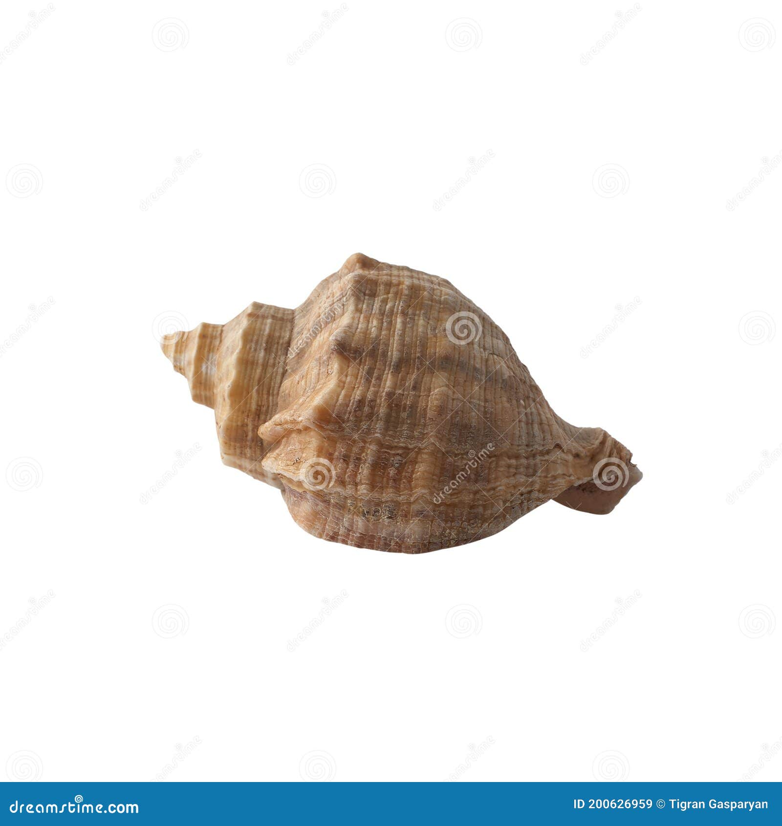 Seashell Isolated on White Background. Shell for Design Stock Image ...