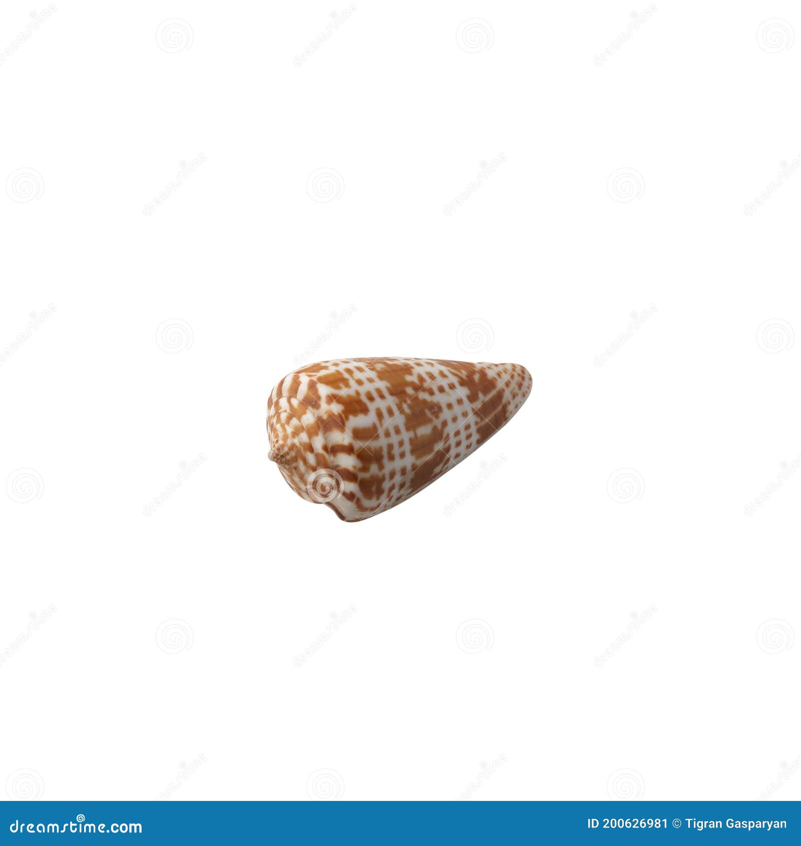 Seashell Isolated on White Background. Shell for Design Stock Image ...