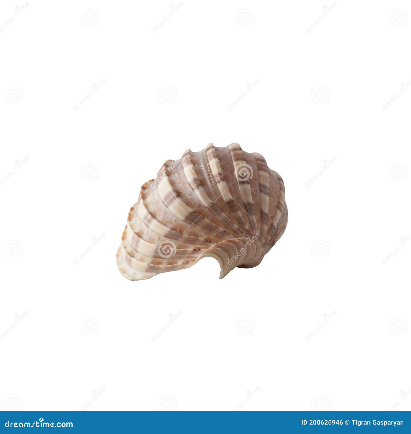 Seashell Isolated on White Background. Shell for Design Stock Photo ...