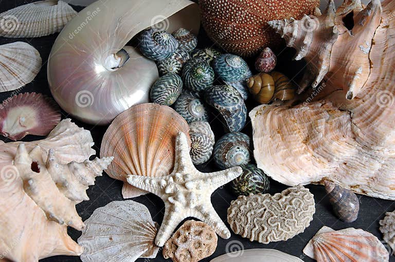 Seashell Jumble stock photo. Image of natural, nature, shapes - 104020