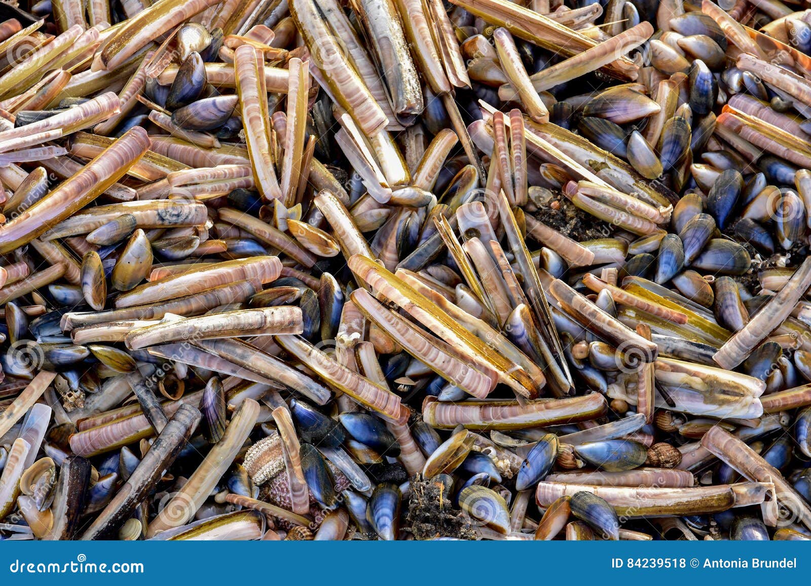 Seashell Jumble stock photo. Image of mussle, background - 84239518