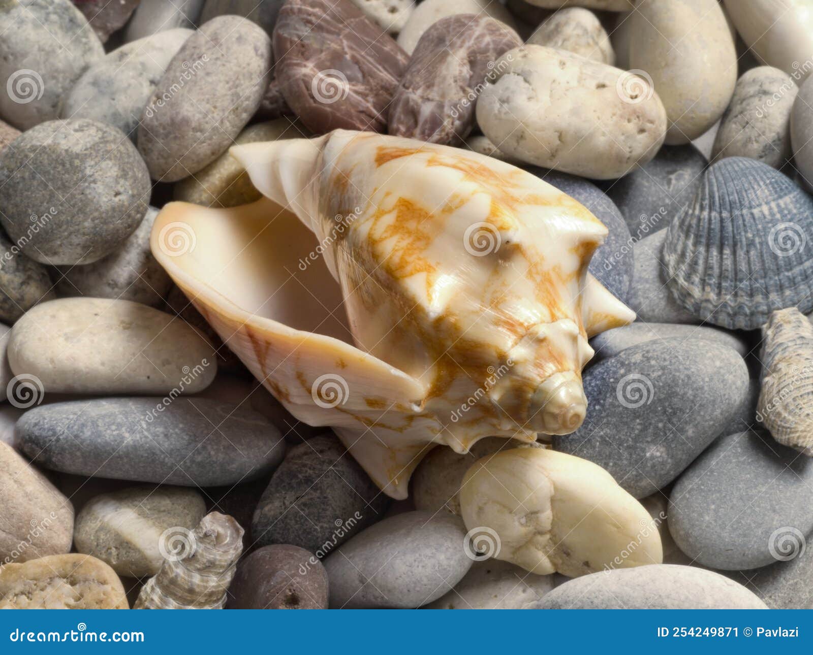 Seashell Laid on the Beach Pebbles with Tiny Shells, Close Up Stock ...