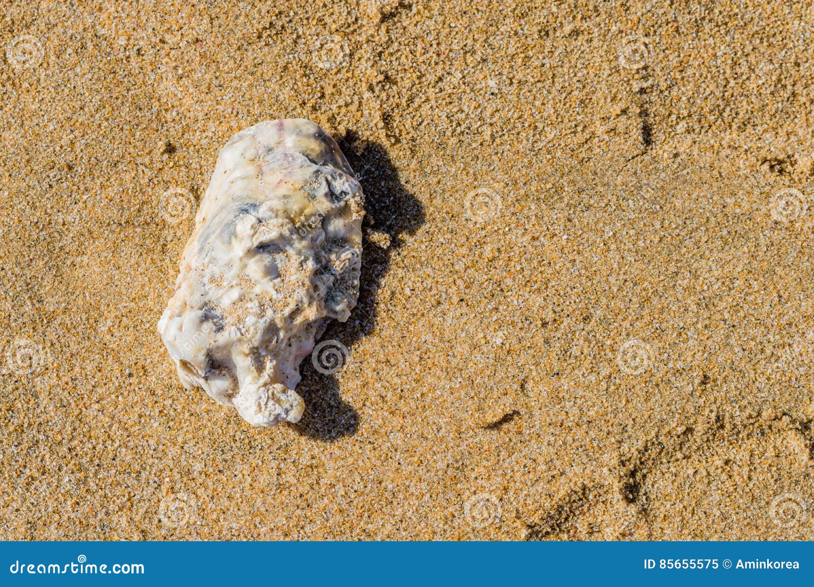 Seashell Large in the Sand on a Beach Stock Image - Image of tourism ...