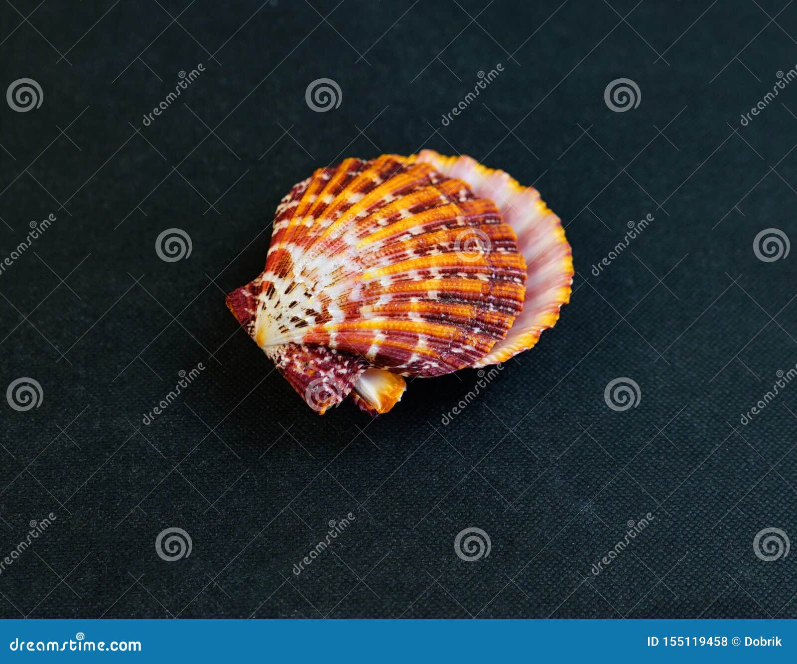 A Seashell. Large Scallop Shells Stock Photo - Image of isolated ...