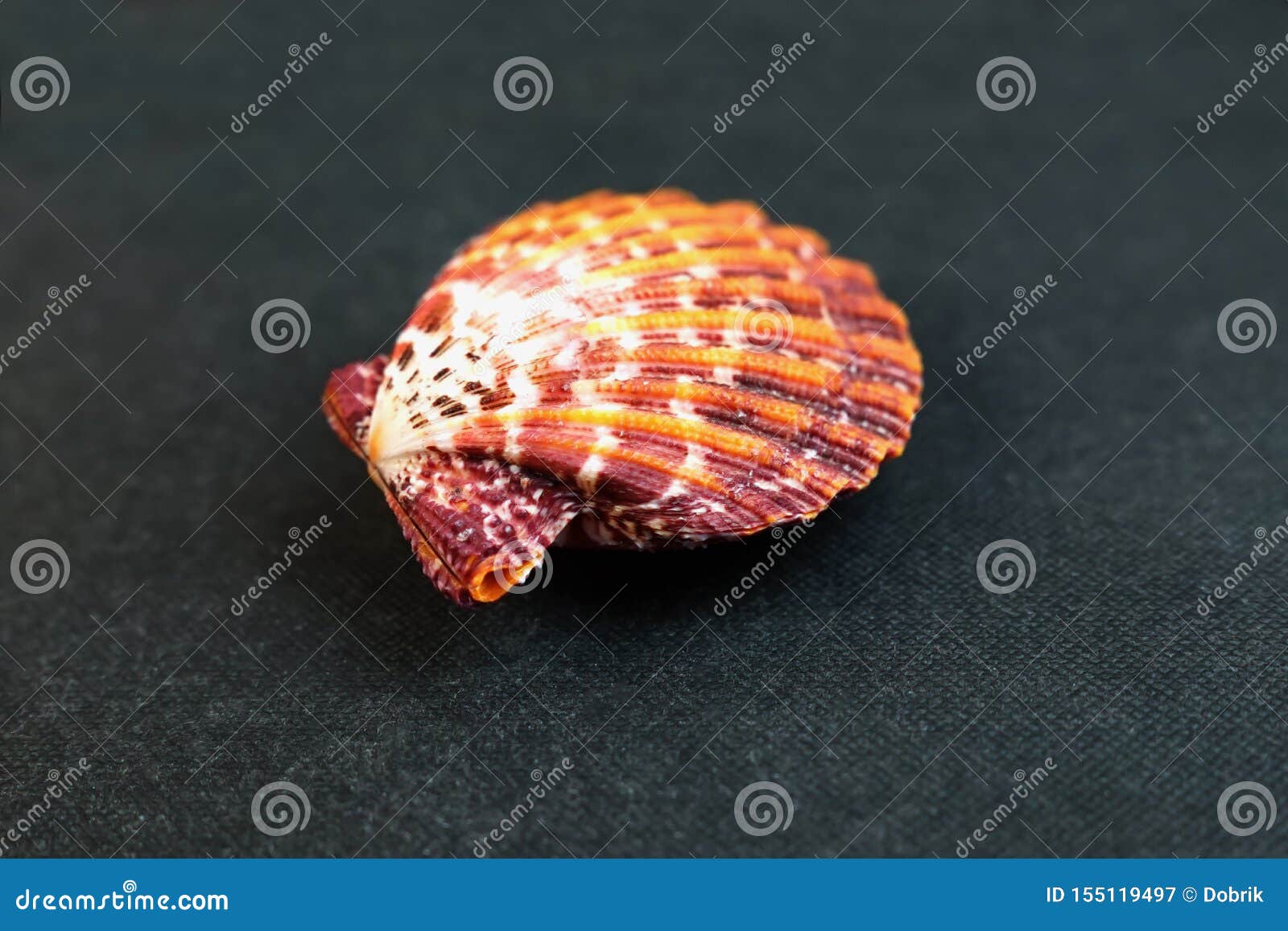A Seashell. Large Scallop Shells Stock Image - Image of dark, exotic ...