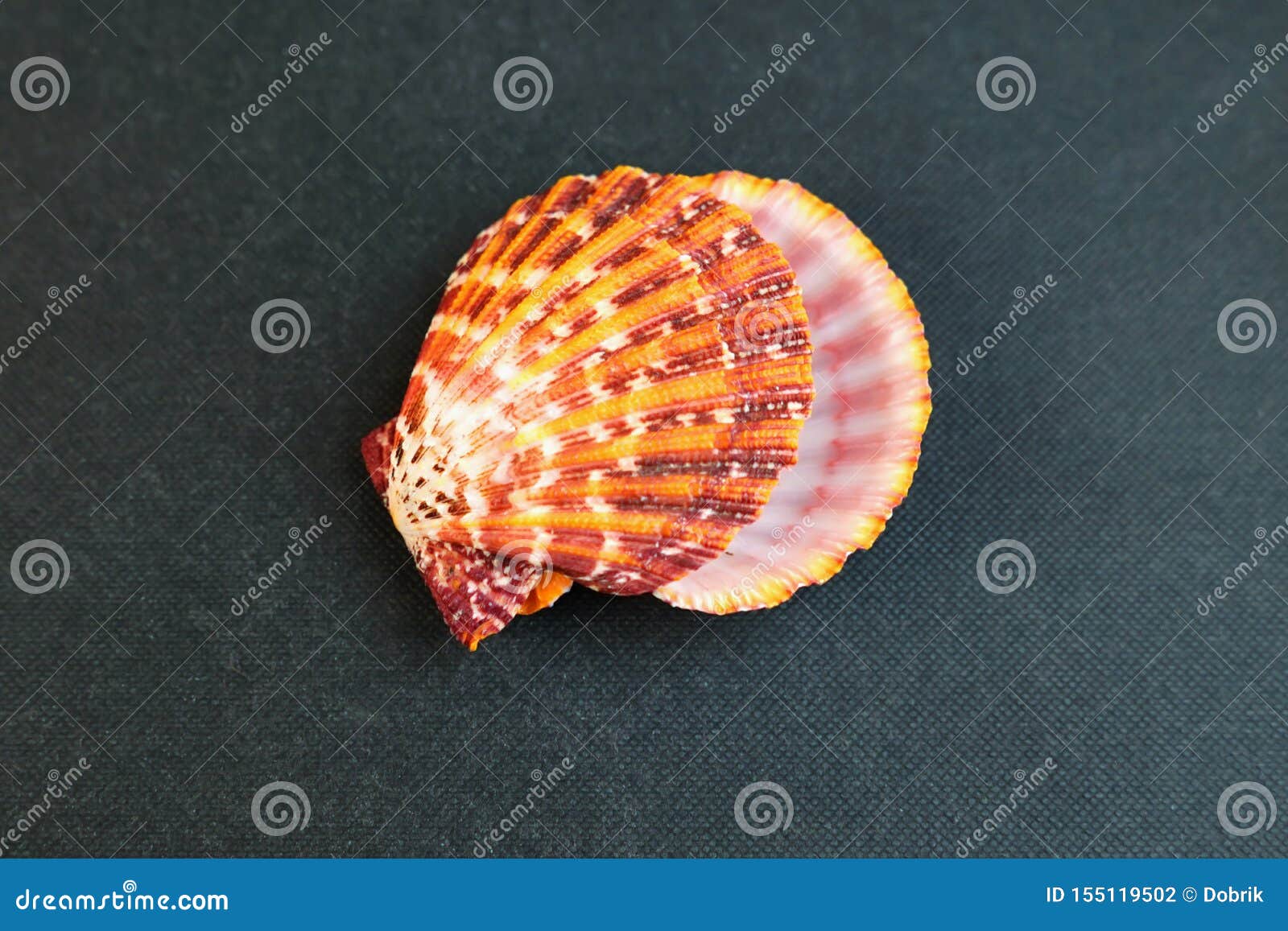 A Seashell. Large Scallop Shells Stock Photo - Image of food, ancient ...
