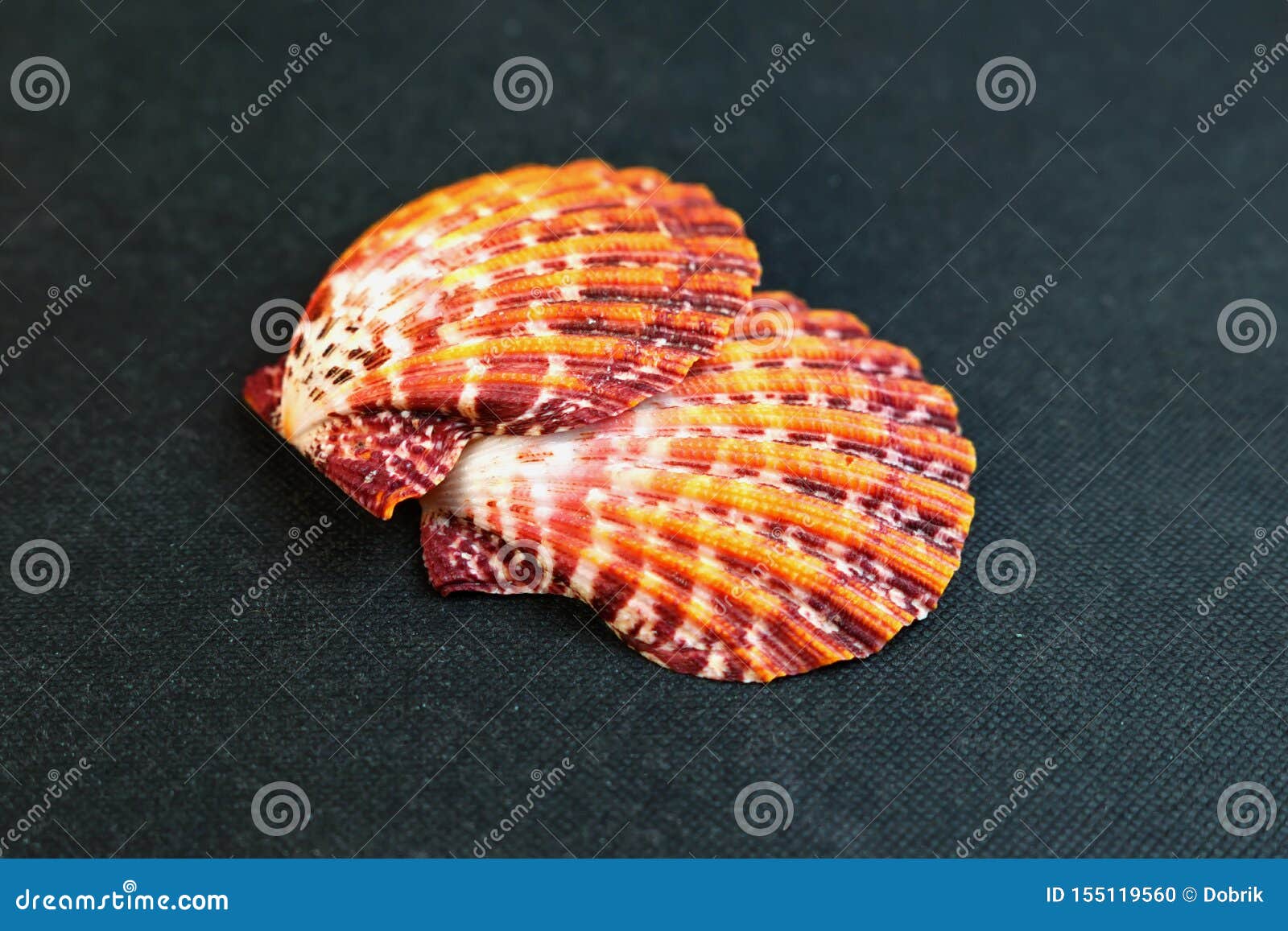 A Seashell. Large Scallop Shells Stock Photo - Image of ancient ...