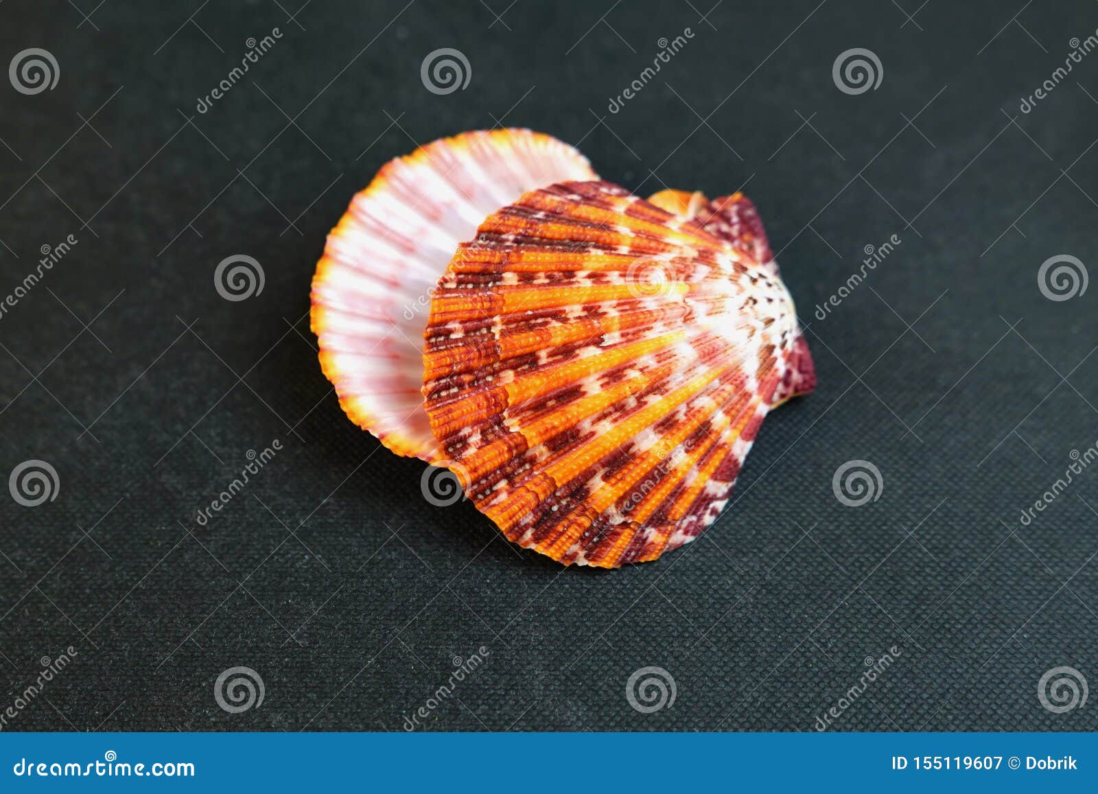 A Seashell. Large Scallop Shells Stock Image - Image of light, bubo ...