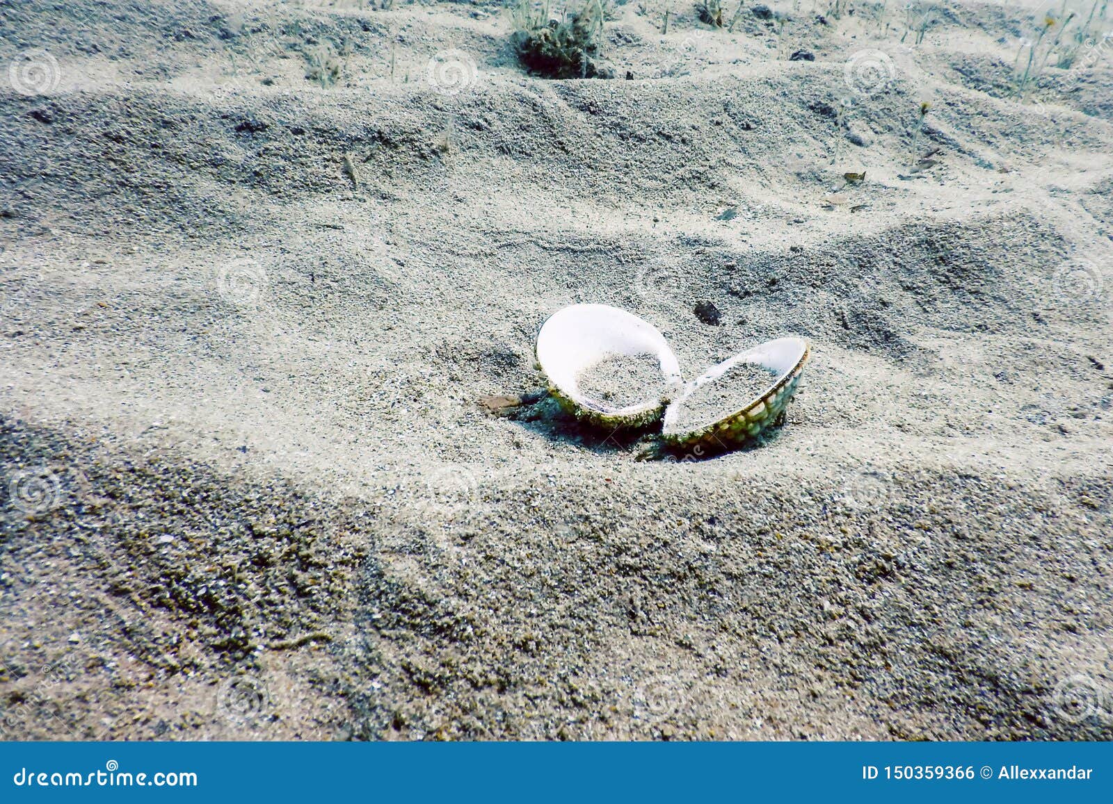 Seashell Laying on Sandy Seabed Acanthocardia Tuberculata Underwater ...