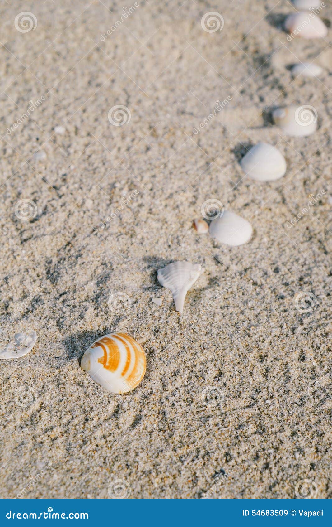 Seashell Line on Beach - Vintage Tone Stock Image - Image of natural ...