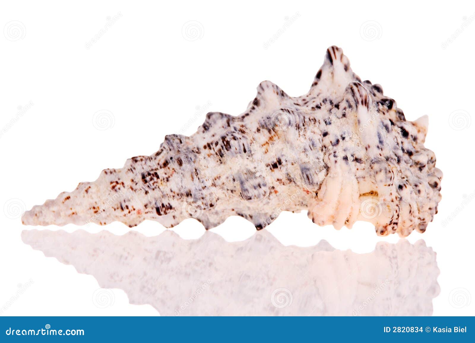 Concha Marina Llena De Protuberancias De Cerith Imagen. Imagen: 2820834