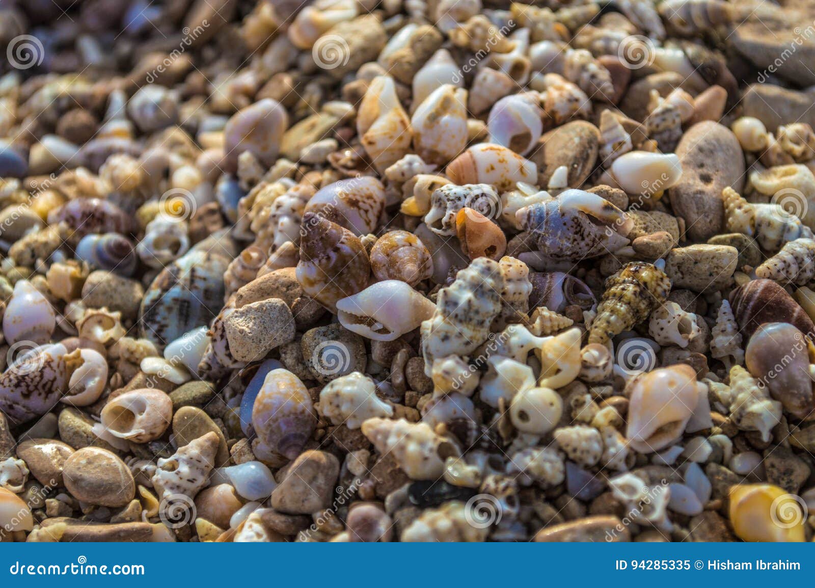 Seashell stock image. Image of helix, colors, seashell - 94285335