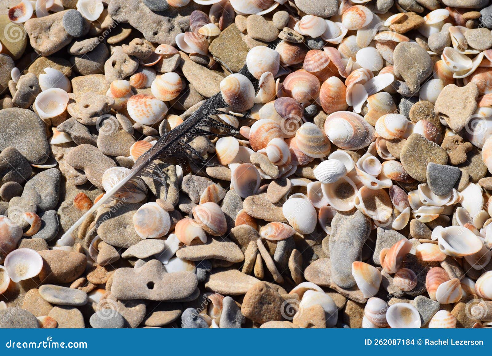 Seashell stock photo. Image of asphalt, food, rubble - 262087184