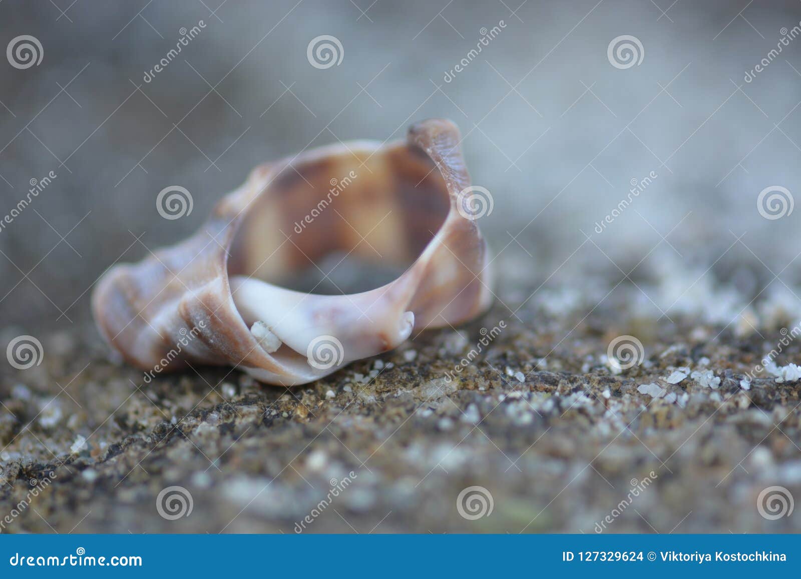 Seashell Lying on a Sandy Beach Stock Photo - Image of seashell, lying ...