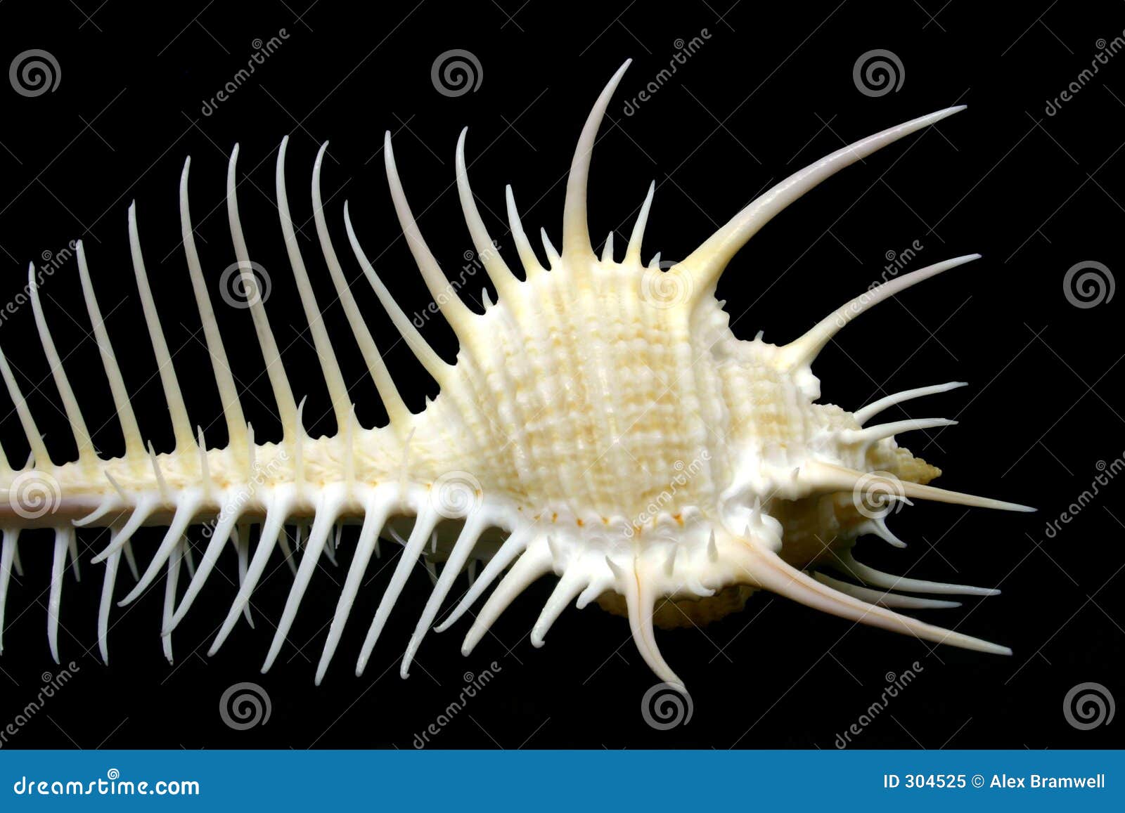 Seashell Macro stock image. Image of vacation, delicate - 304525