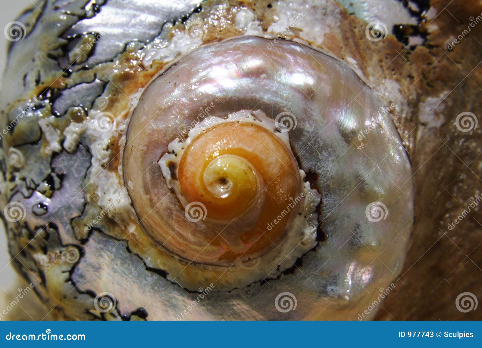 Seashell macro stock image. Image of nature, holiday, snail - 977743
