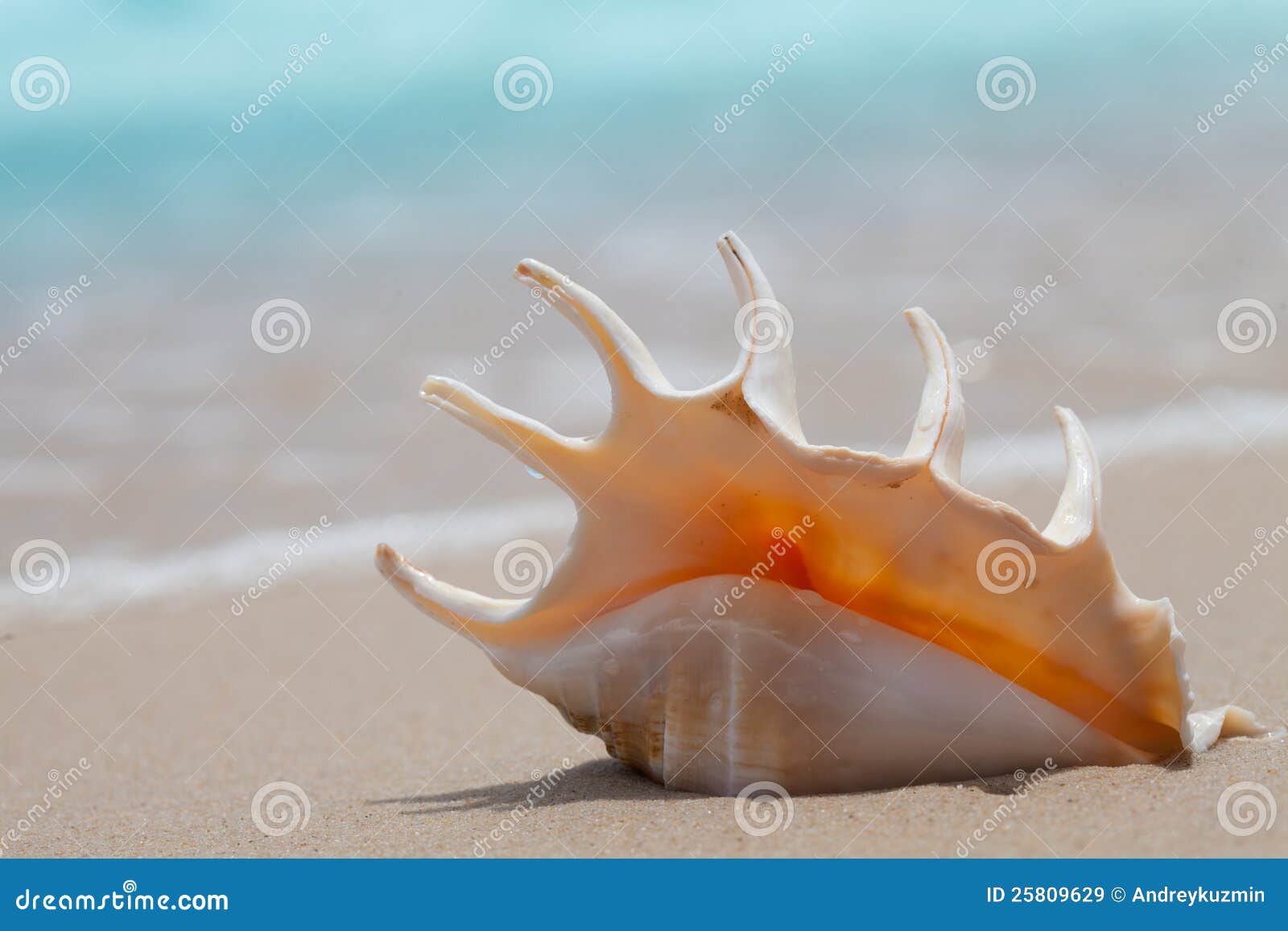Seashell Macro on the Sand of Beach Stock Image - Image of foam, marine ...