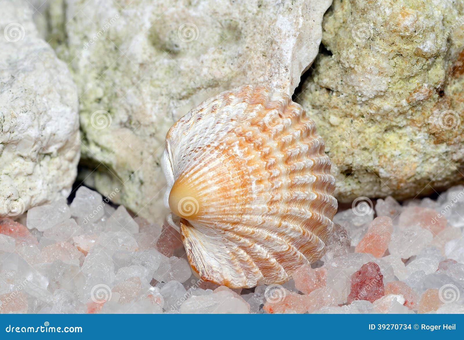 Seashell - Macro / Muschel - Makro Stock Photo - Image of tail, shell ...