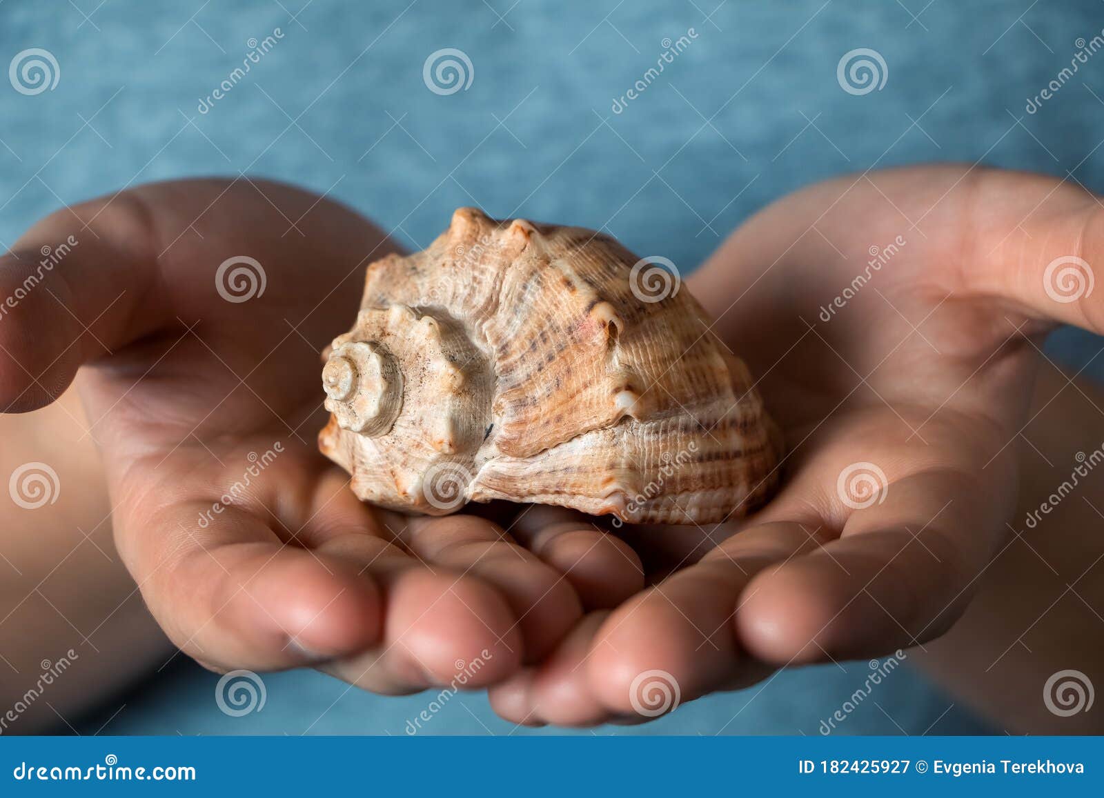 A Seashell on a Man`s Hands Stock Image - Image of souvenir, jewel ...