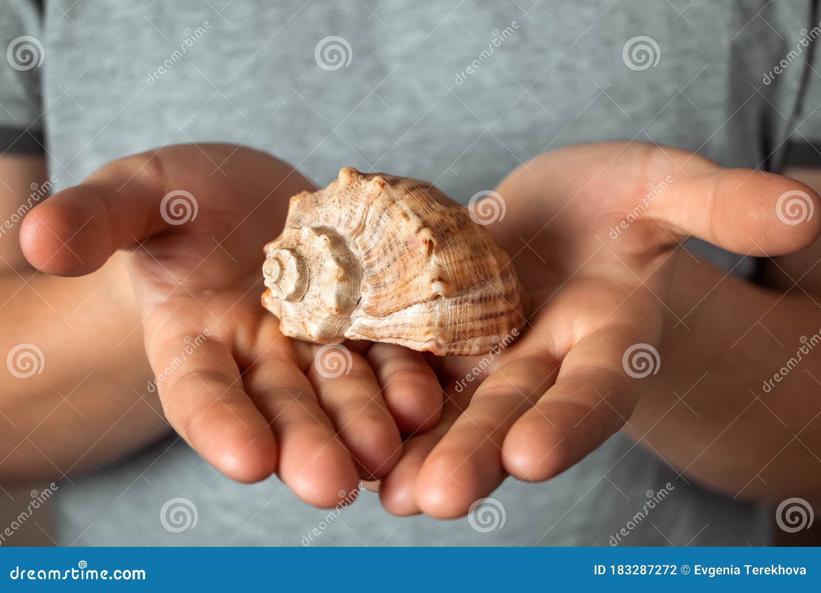A Seashell on a Man`s Hands Stock Photo - Image of ocean, mollusk ...