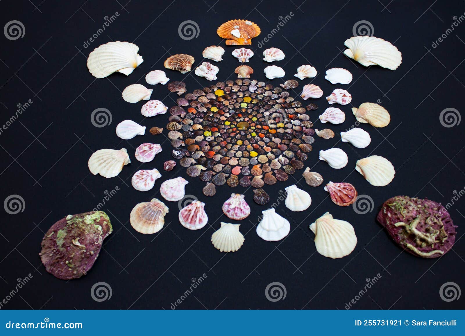 Seashell mandala stock image. Image of conch, sand, pink - 255731921